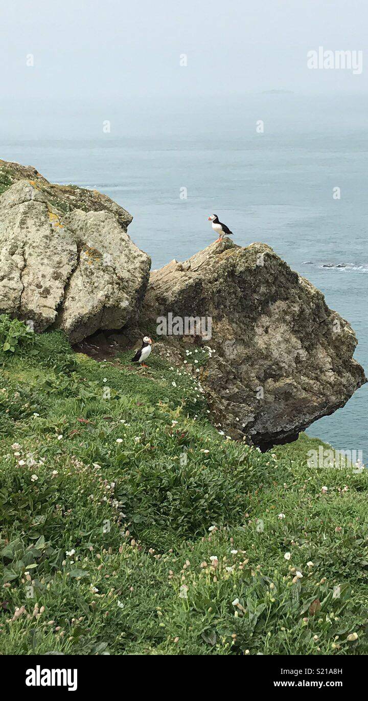 Puffins on Skomer Island Stock Photo - Alamy