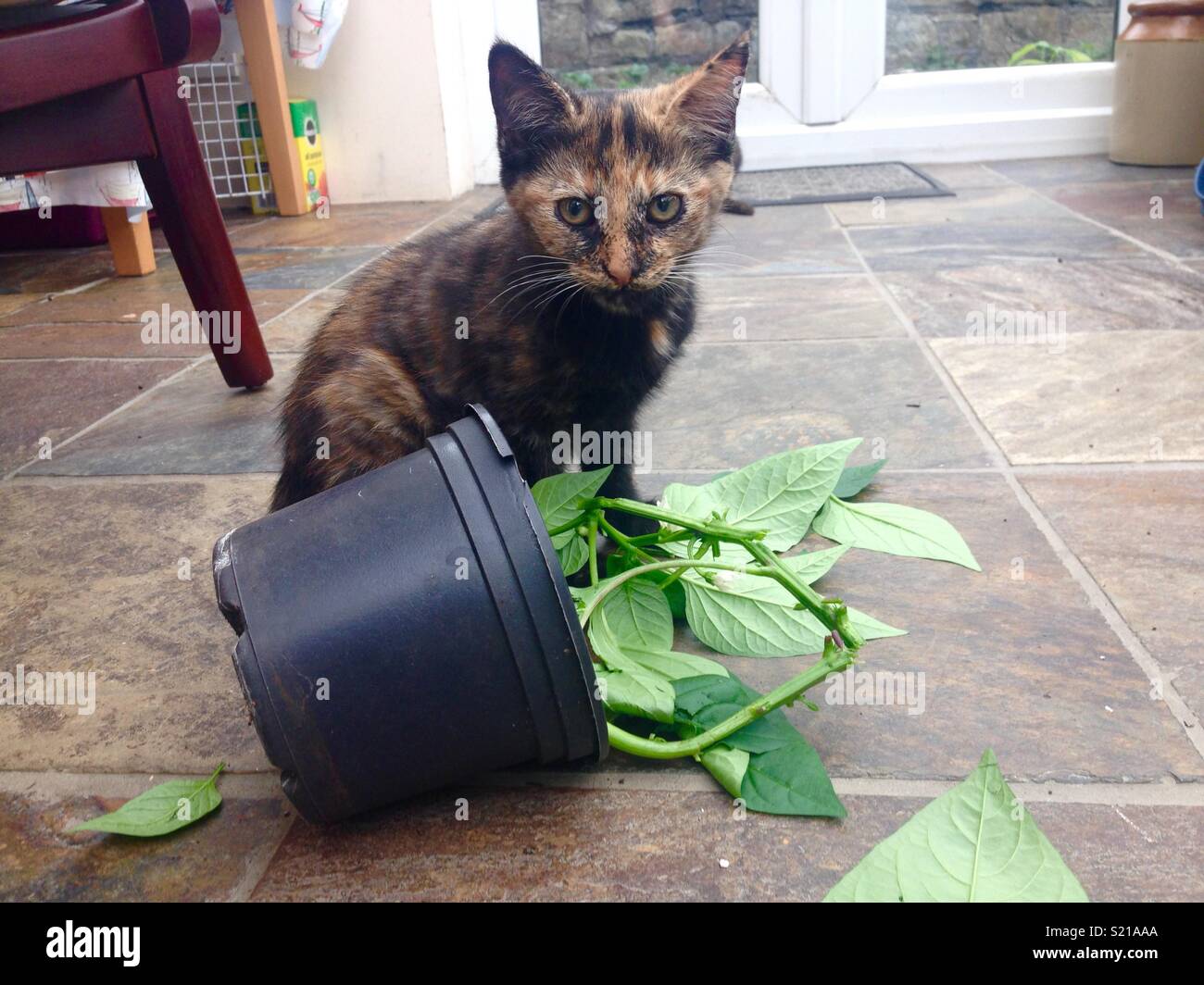 Naughty cat hi-res stock photography and images - Alamy