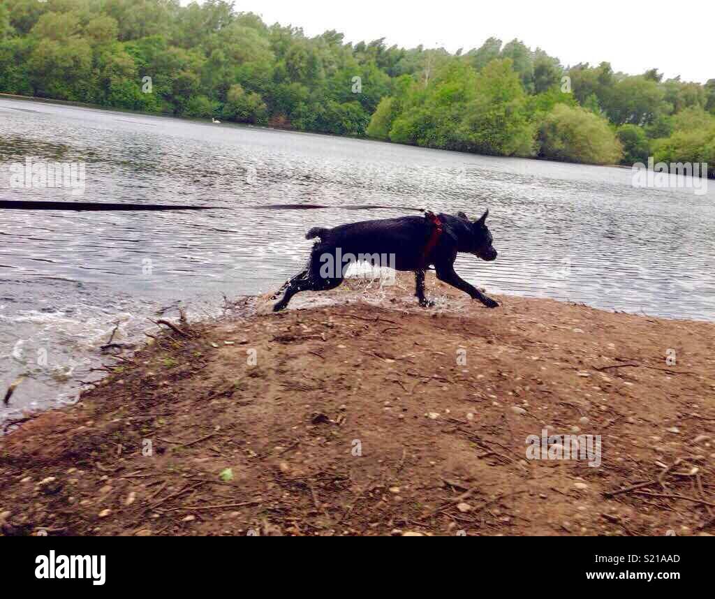 Black pup by the lake after swimming Stock Photo - Alamy