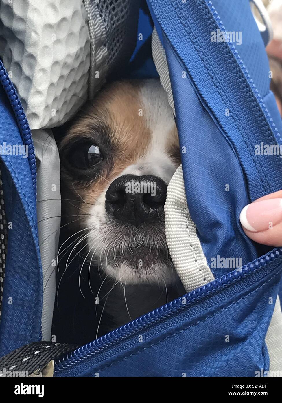 Jack russell cross hi-res stock photography and images - Alamy