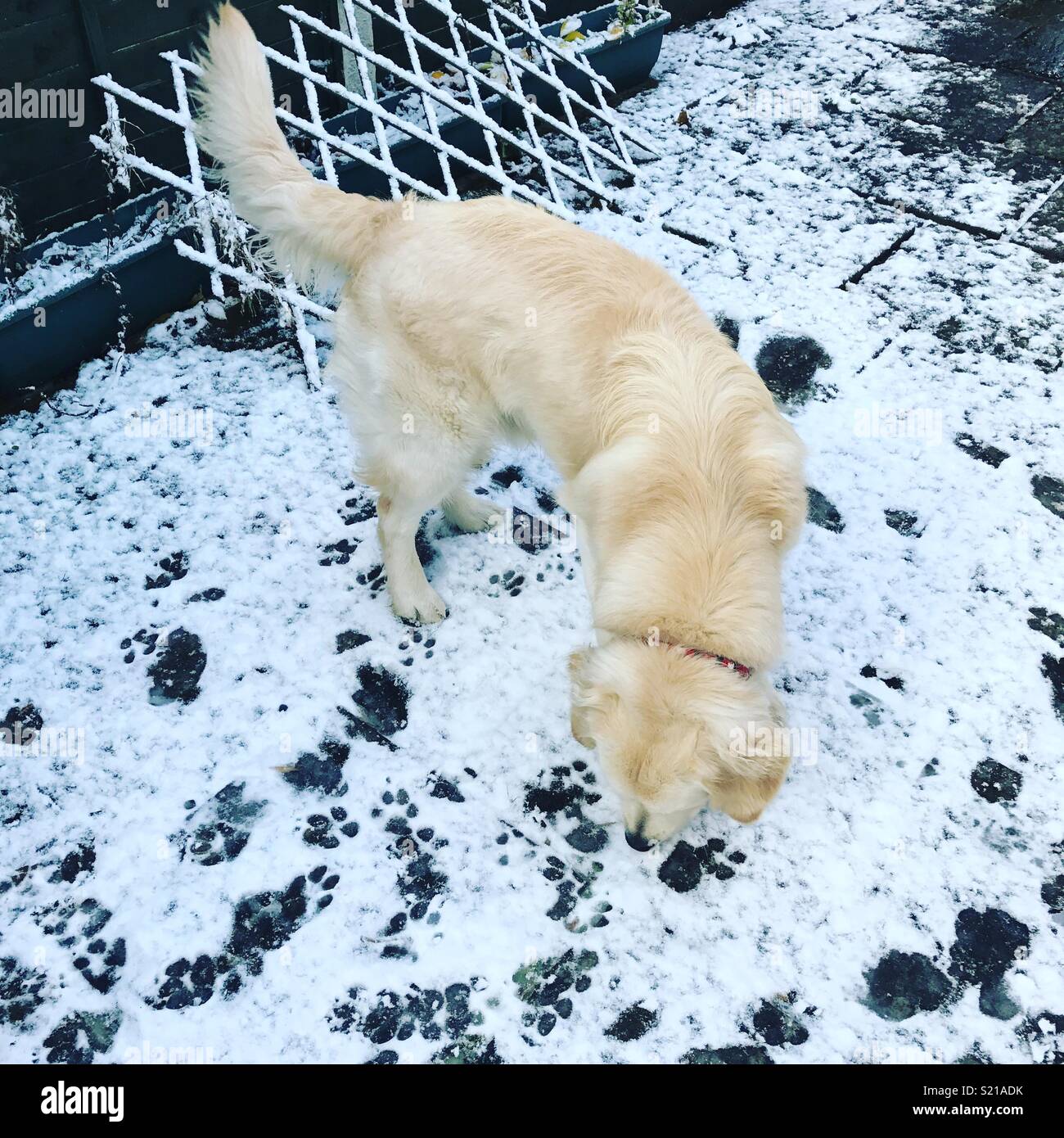 Gorgeous golden retriever puppy enjoy his first snow day! Stock Photo ...