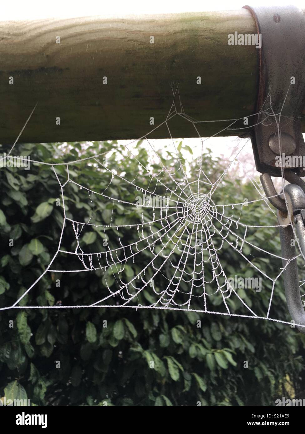 Dewy spiders web Stock Photo - Alamy