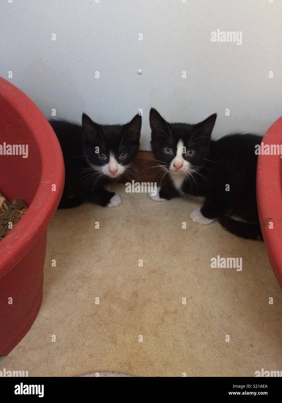 White shy hi-res stock photography and images - Alamy