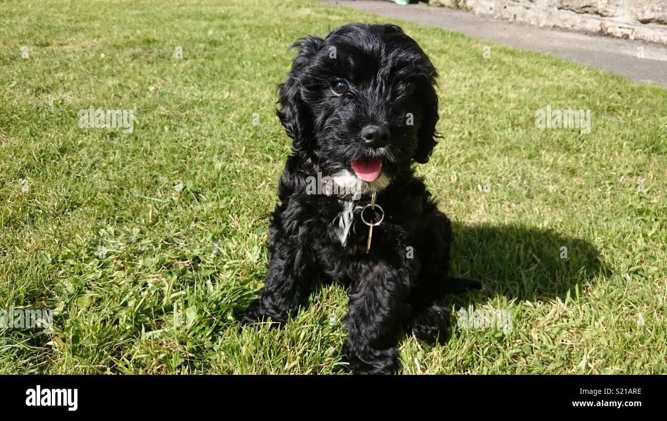 Black cockapoo hi-res stock photography and images - Alamy