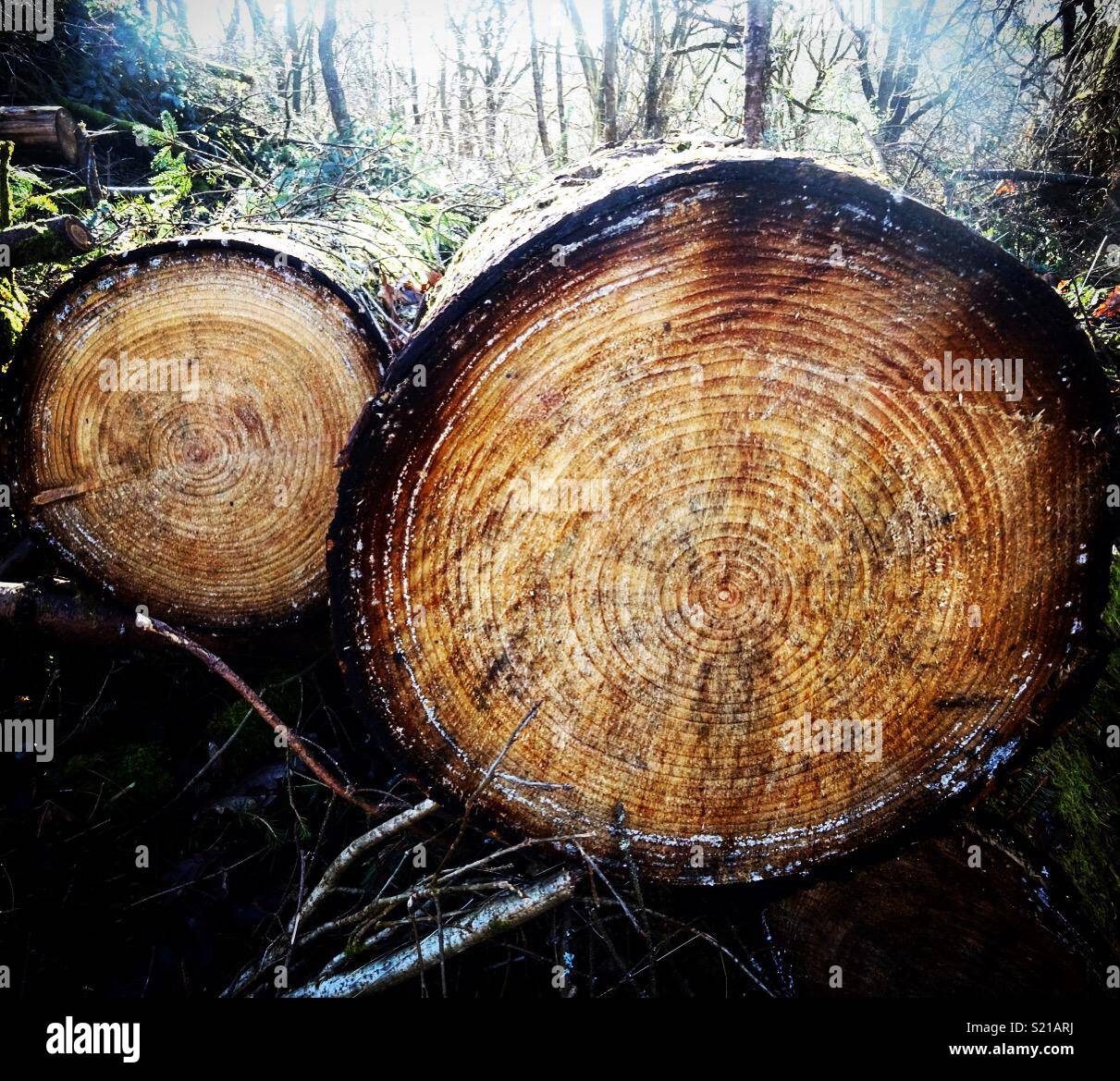 Showing tree circles in a freshly cut trunk Stock Photo - Alamy