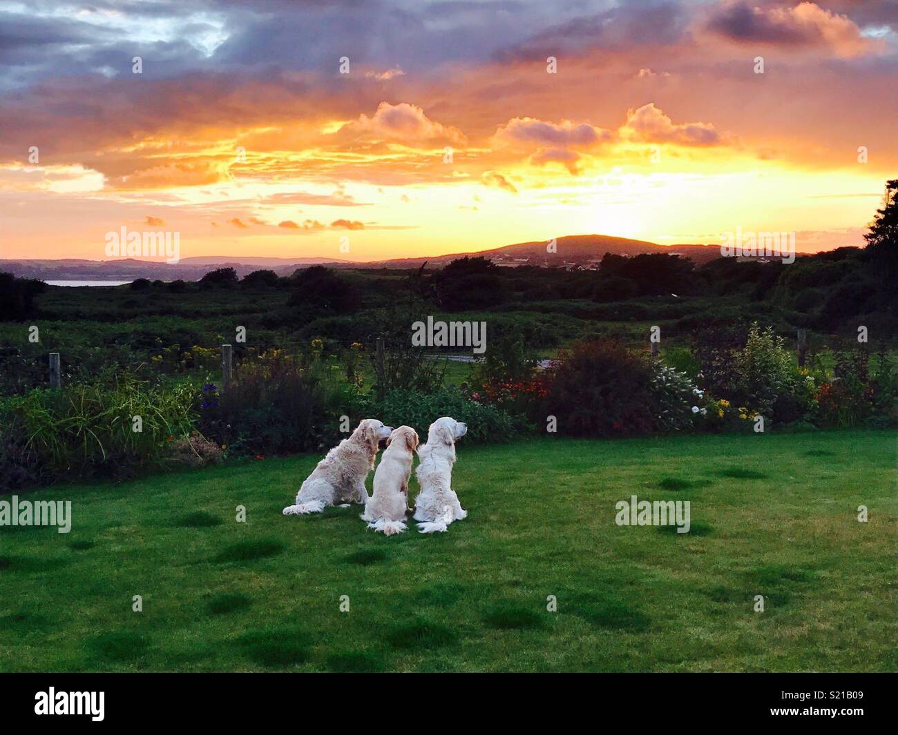 Three little dogs Stock Photo - Alamy