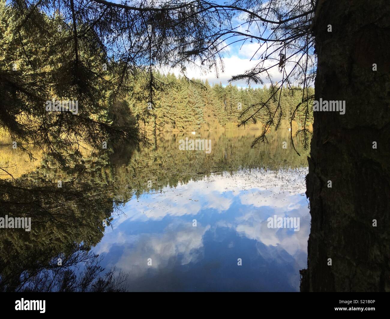 Trees reflecting on water Stock Photo - Alamy