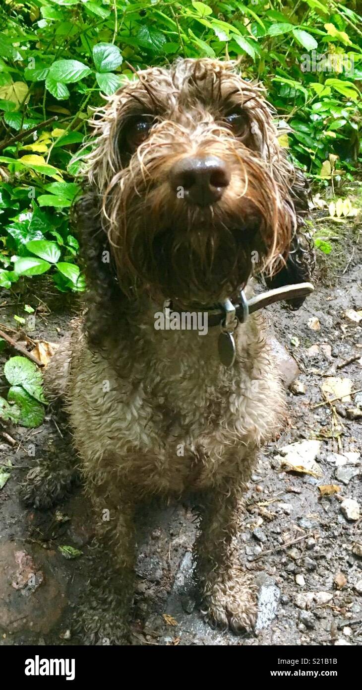 How To Treat A Dog After Drowning