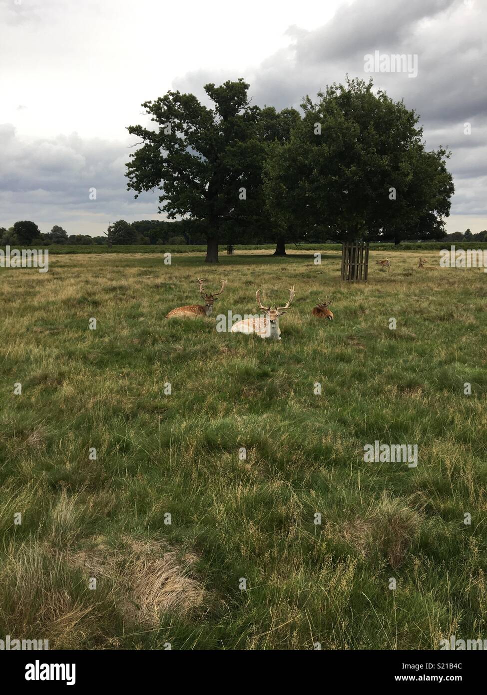 Stags In Richmond Park High Resolution Stock Photography and Images - Alamy