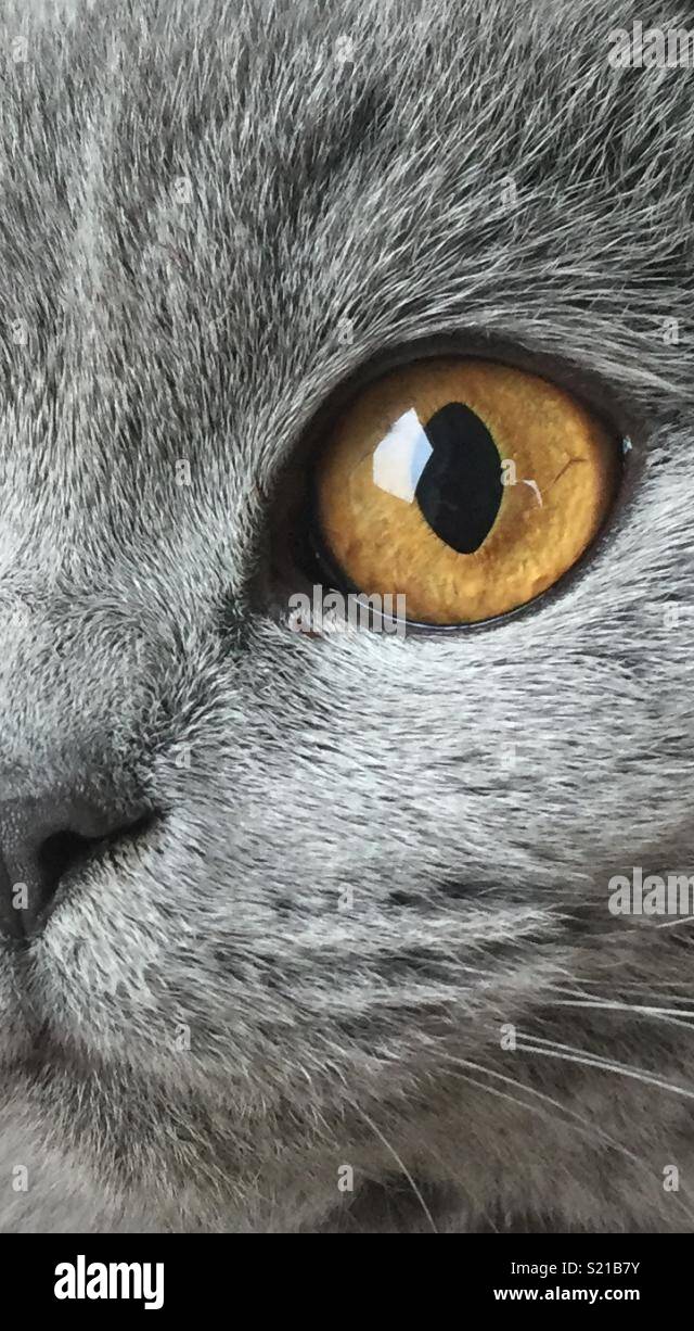 Copper Cat High Resolution Stock Photography and Images - Alamy