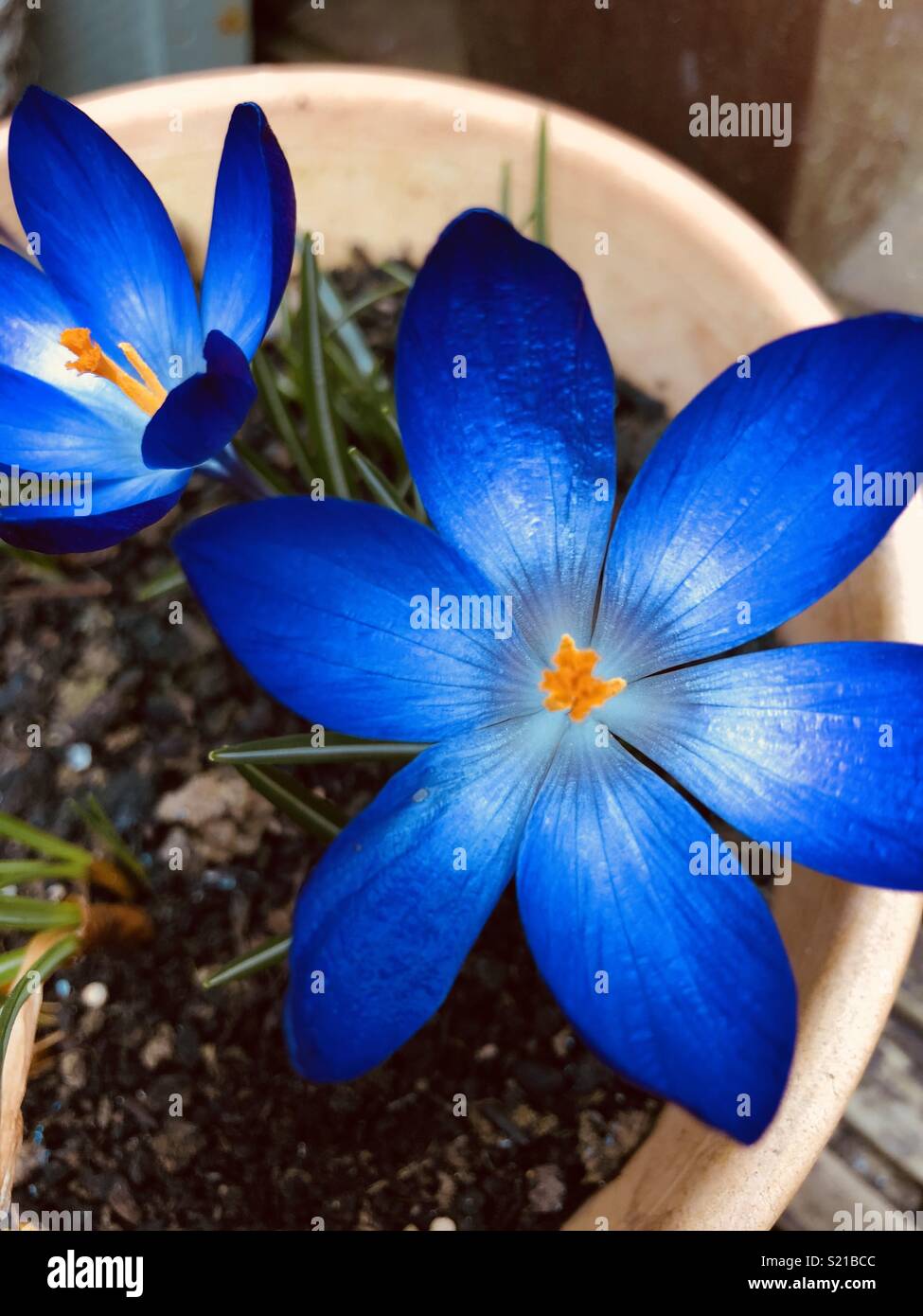 Blue crocus hi-res stock photography and images - Alamy