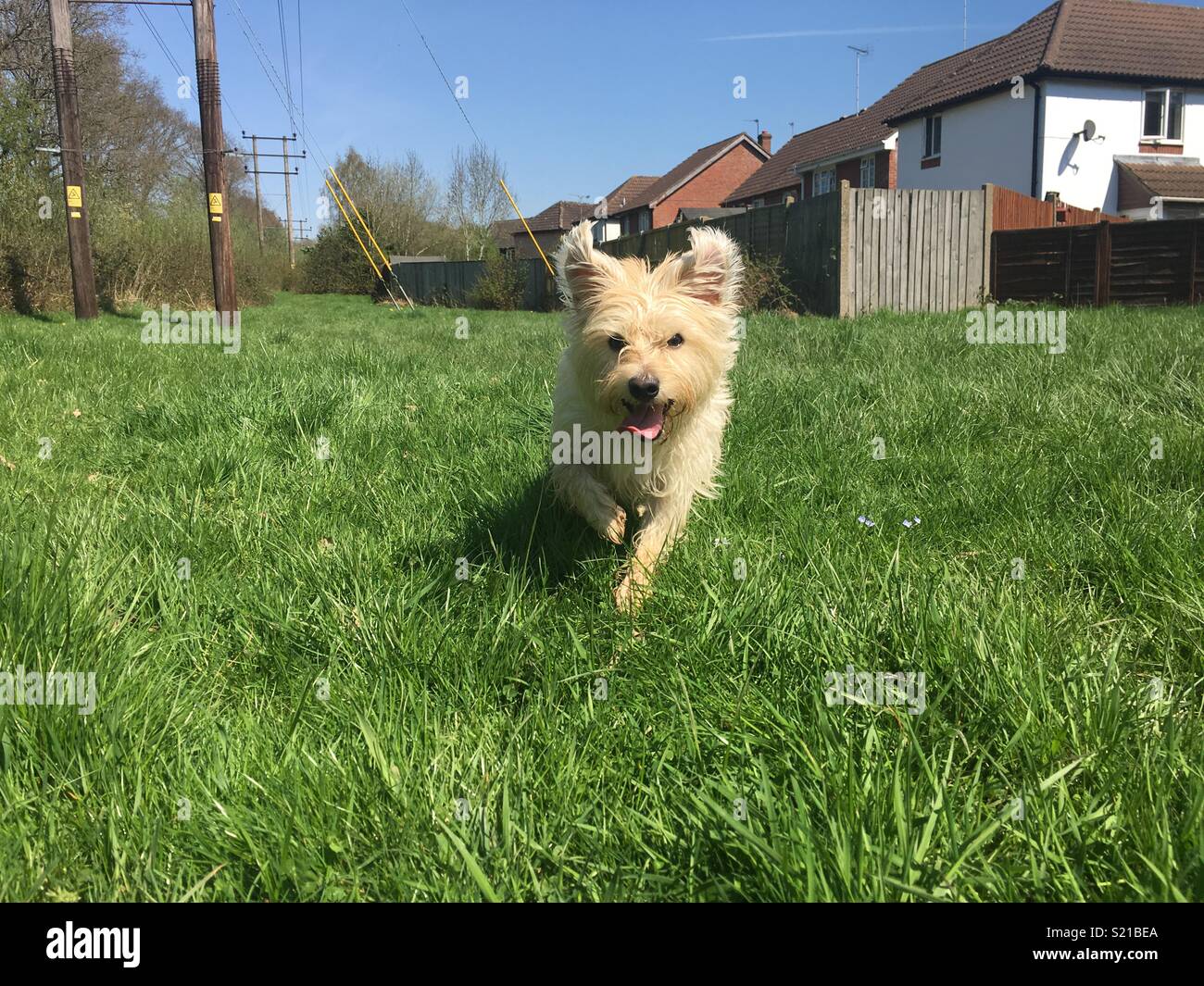Dog running through grass Stock Photo - Alamy