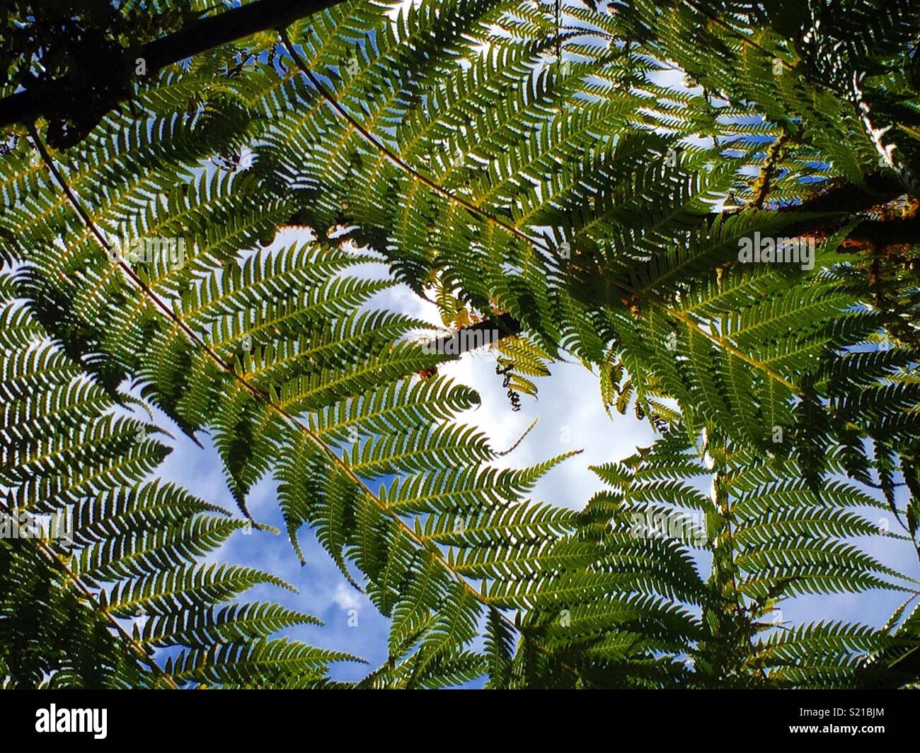 Fern new zealand hi-res stock photography and images - Alamy