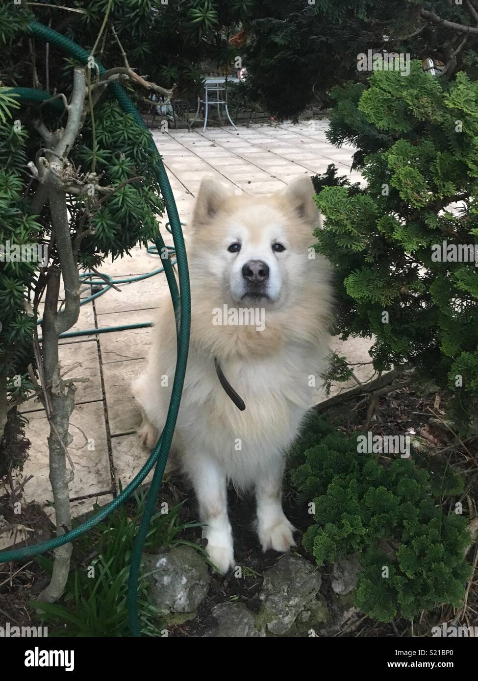 Alex the Legend Dog Stock Photo - Alamy