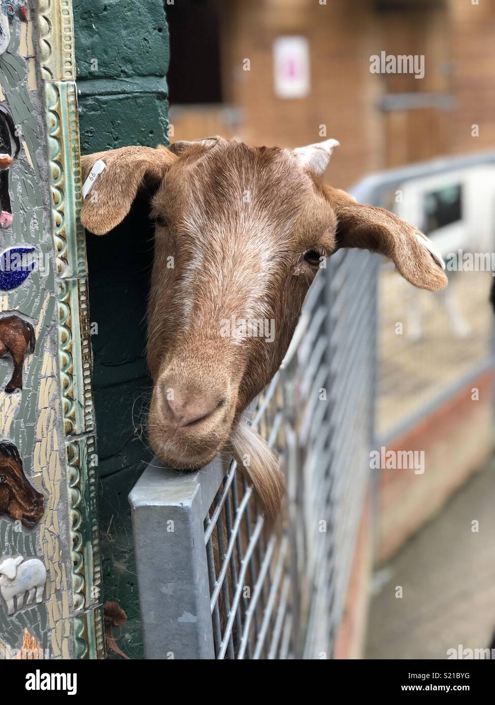 Gold goat hi-res stock photography and images - Alamy