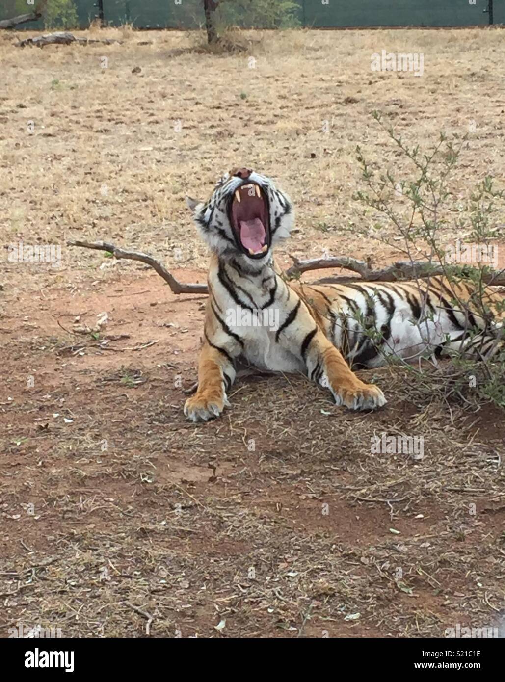 Tiger yawning hi-res stock photography and images - Alamy