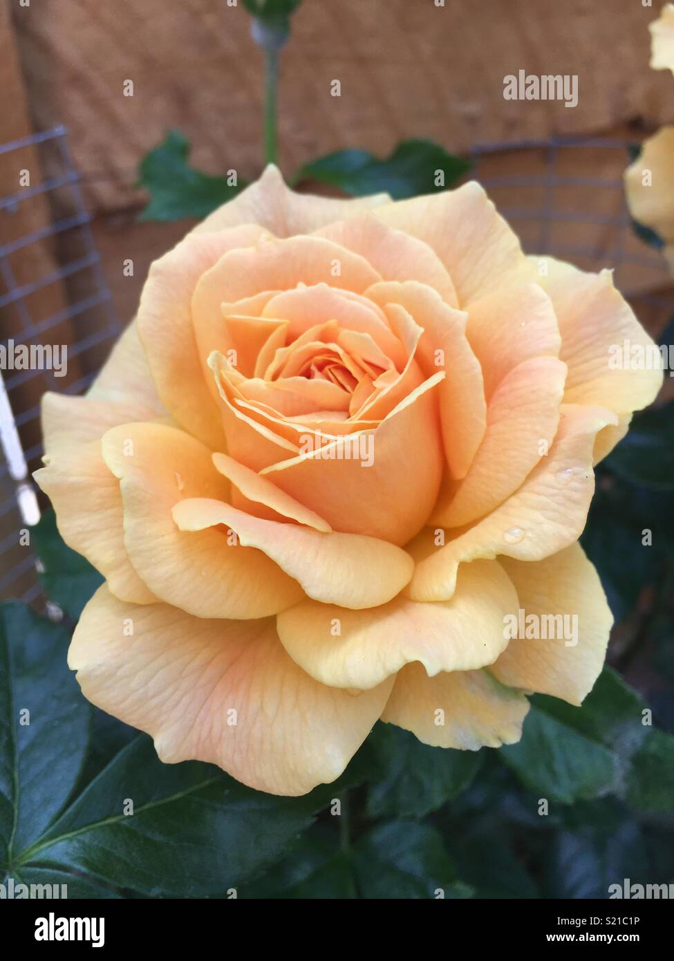 Apricot rose hi-res stock photography and images - Alamy