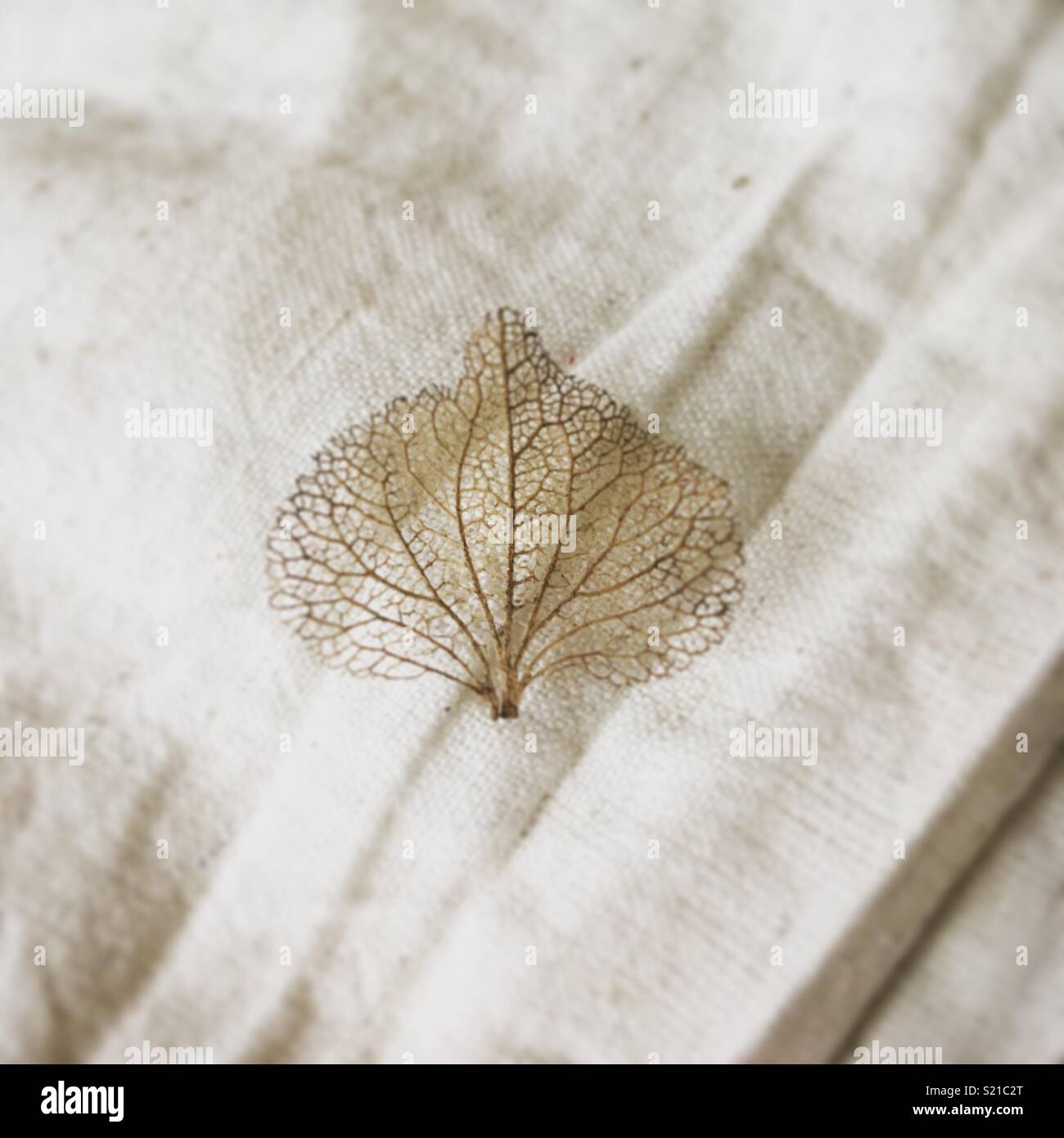 Leaf skeleton hi-res stock photography and images - Alamy