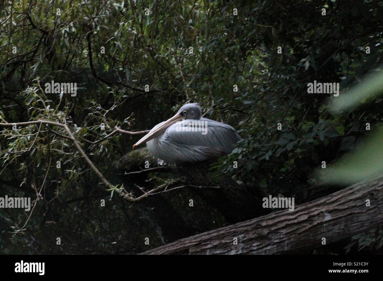 Pelican sitting hi-res stock photography and images - Alamy
