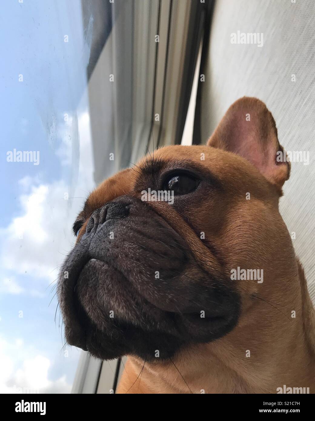My ginger French bulldog Stock Photo - Alamy