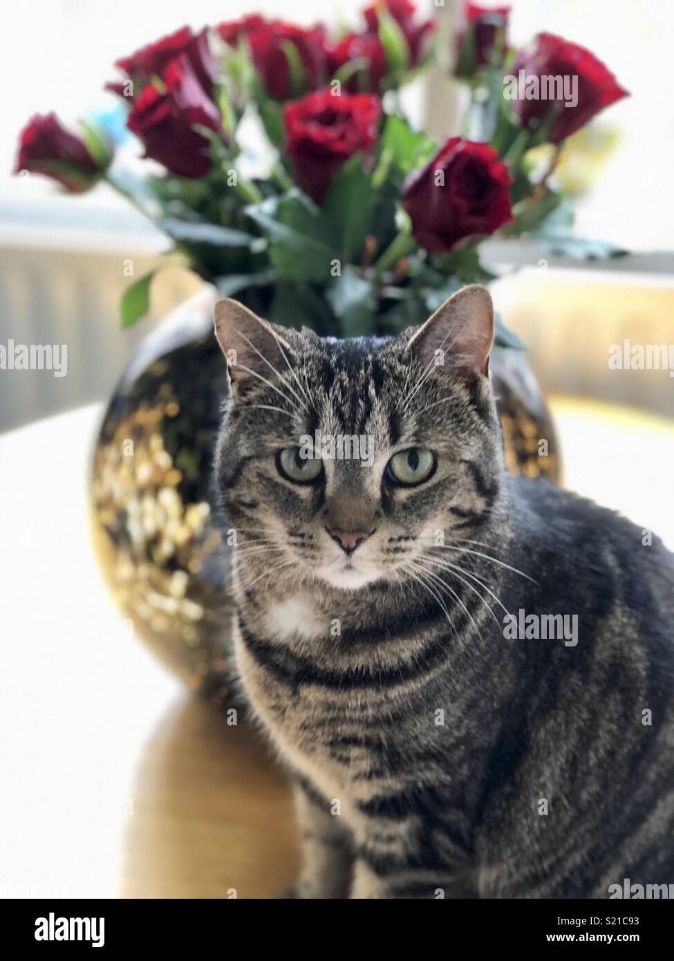 Smooch smooch hi-res stock photography and images - Alamy