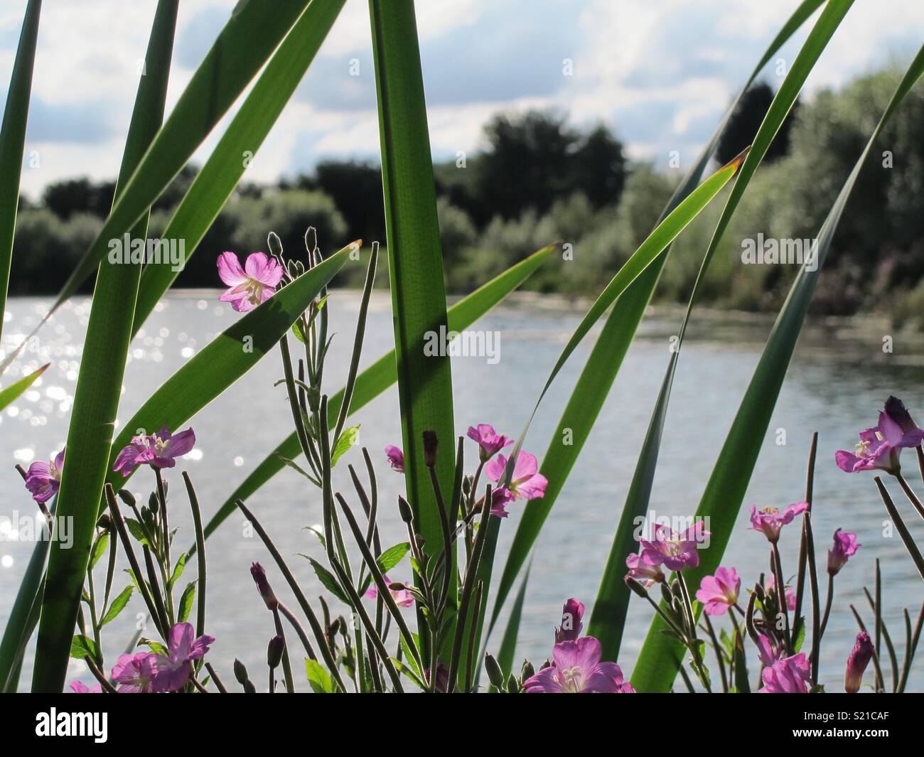 Lakeside plants hi-res stock photography and images - Alamy