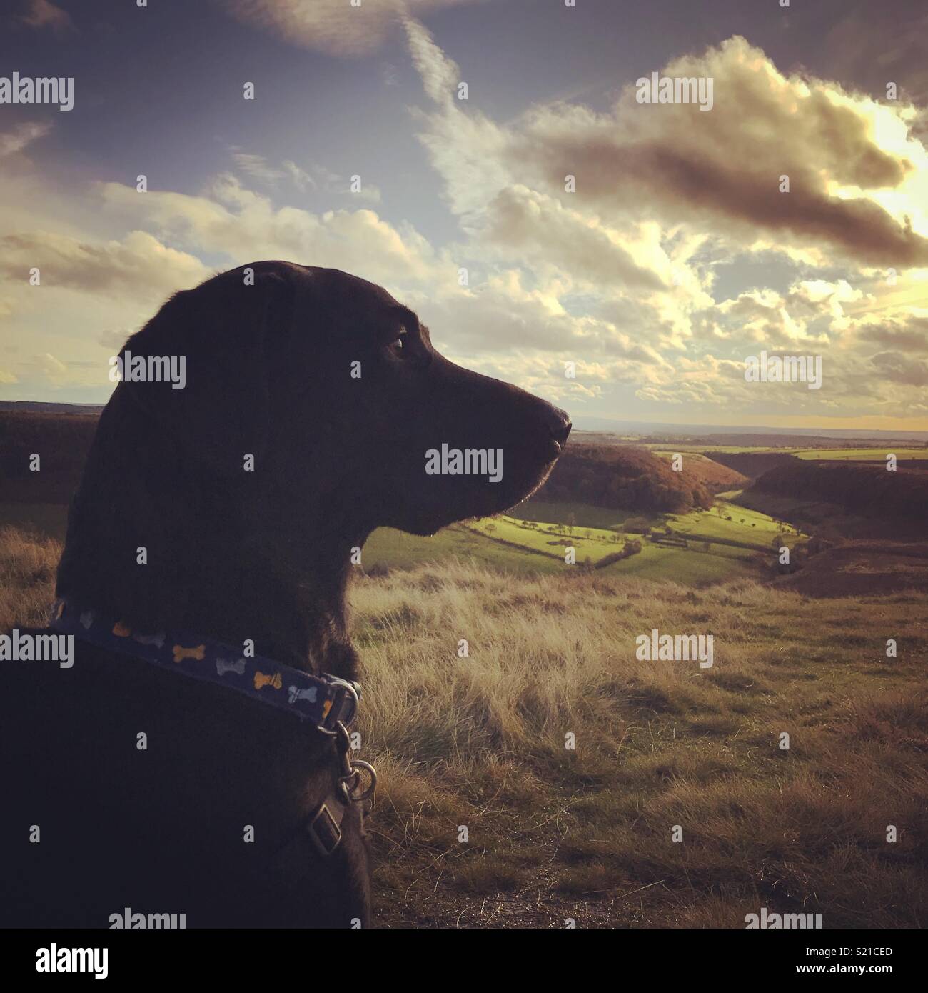 Taking in the view Stock Photo - Alamy