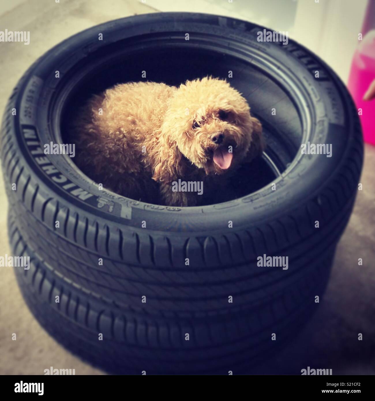 Cute tires hi-res stock photography and images - Alamy
