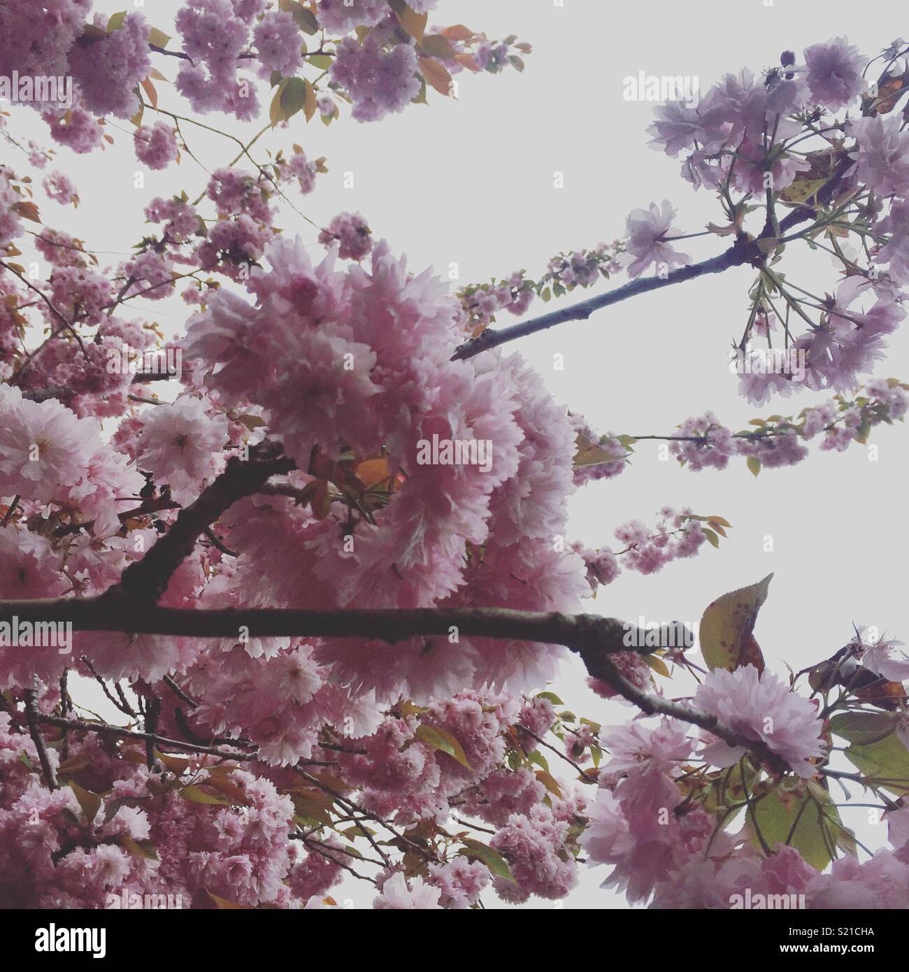 Spring time, tree with cherry blossom in full bloom Stock Photo - Alamy