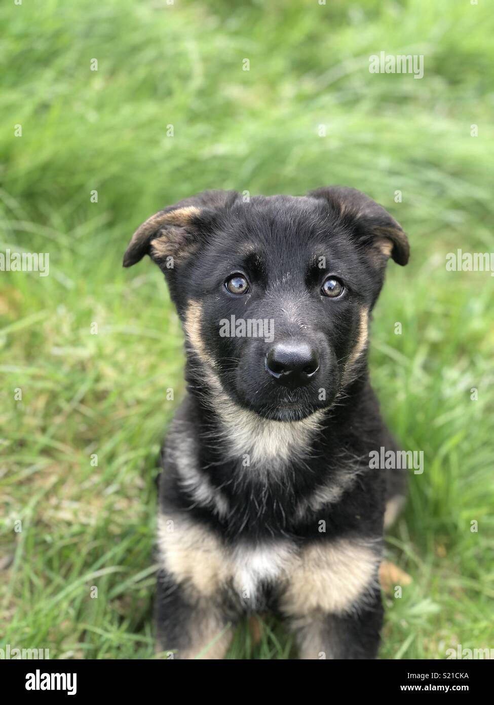 Alsatian dog german shepherd hi-res stock photography and images - Alamy