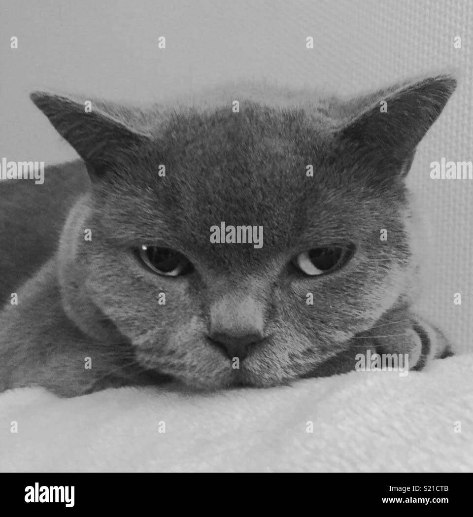 British blue shorthair cat Black and White Stock Photos & Images - Alamy