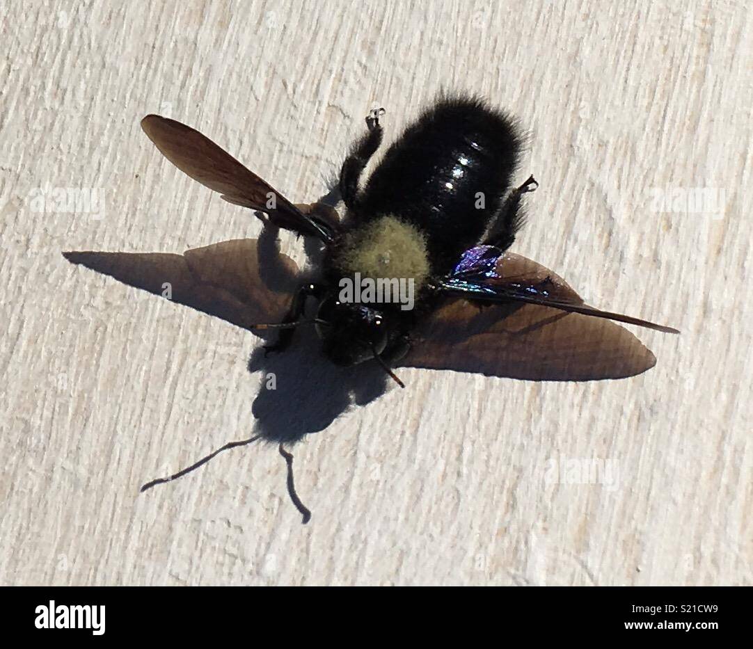 Large carpenter bee hi-res stock photography and images - Alamy
