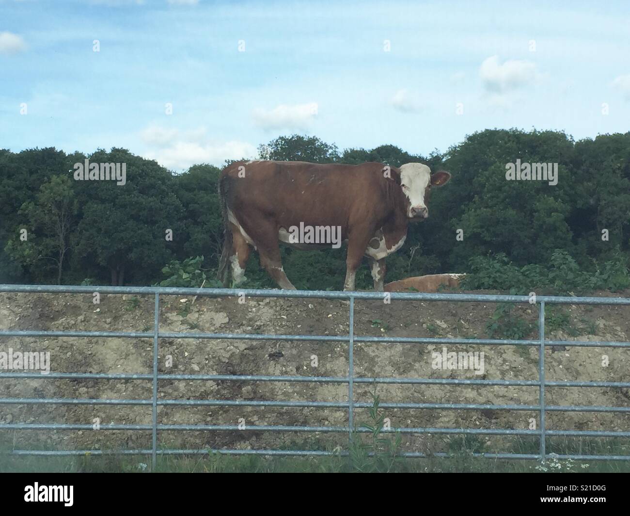 Cow behind a fence Stock Photo - Alamy
