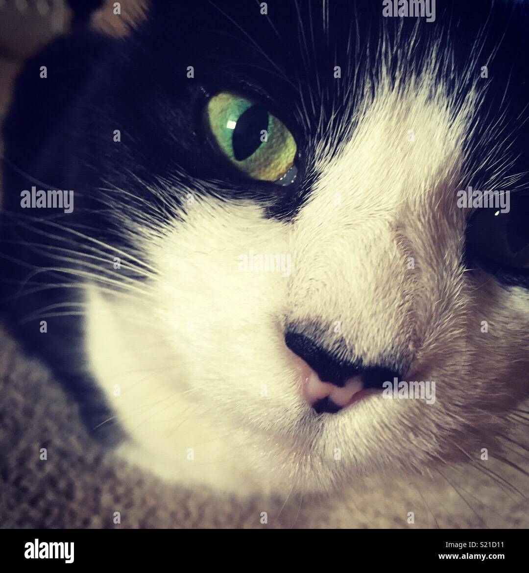 Cat nose camera hi-res stock photography and images - Alamy