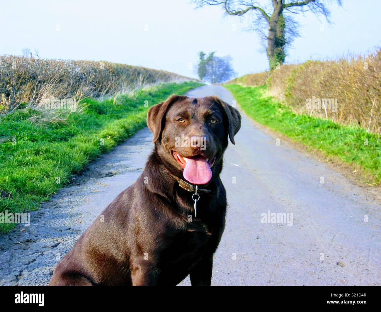 Chocolate Labrador on an English country walk Stock Photo - Alamy