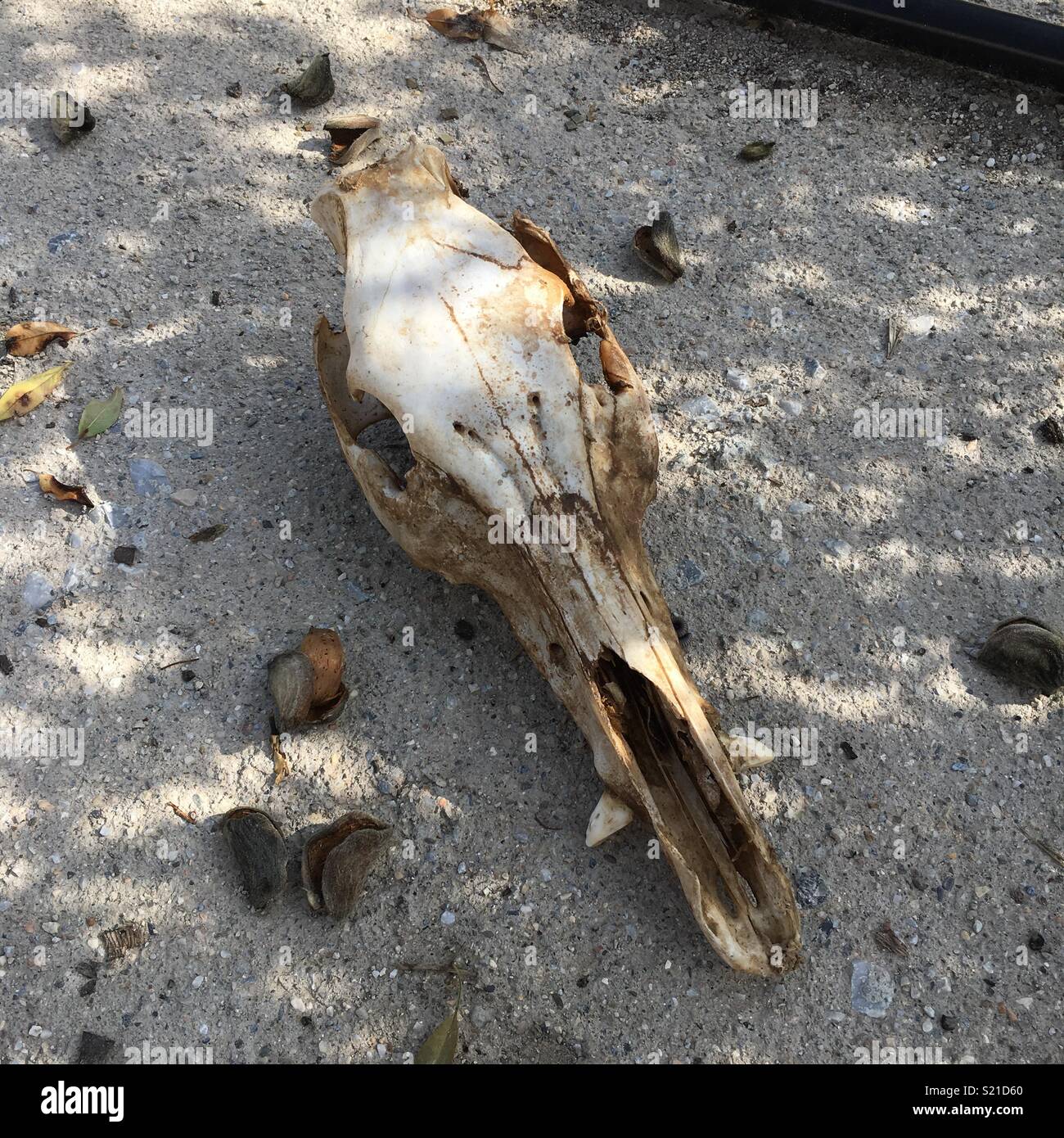 Wild Boar Skull High Resolution Stock Photography and Images - Alamy