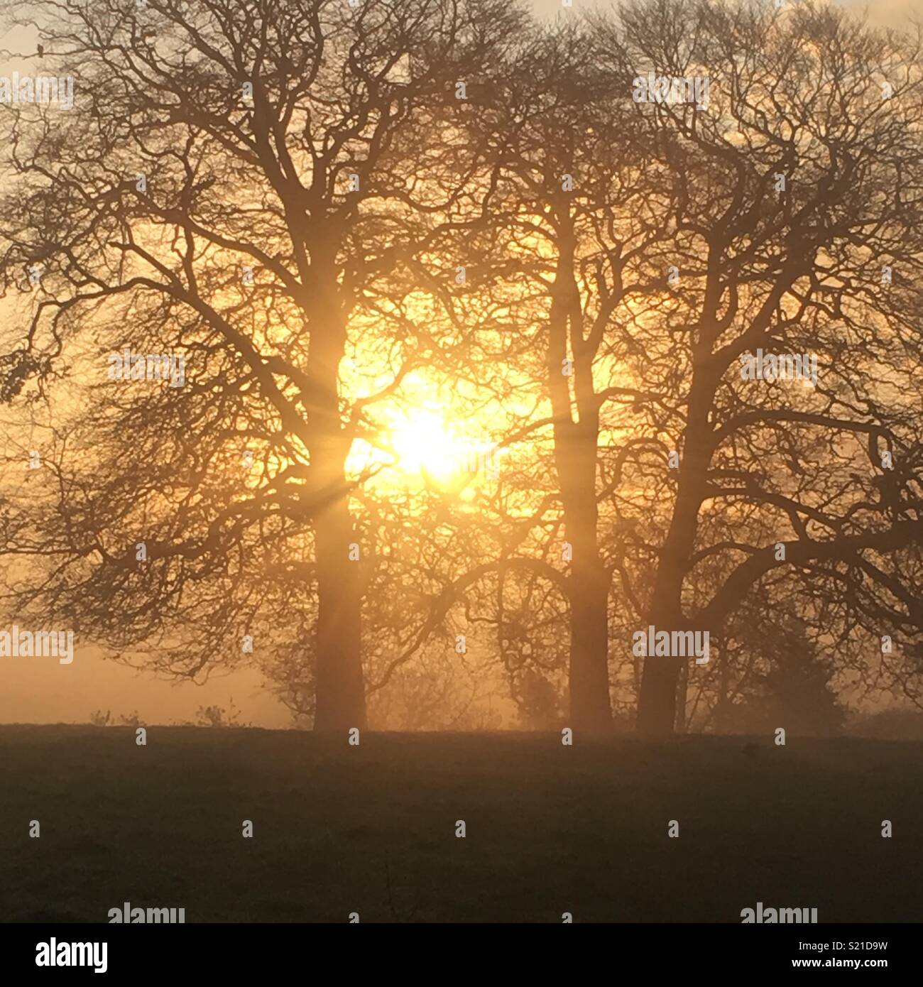 Sun through trees Stock Photo - Alamy