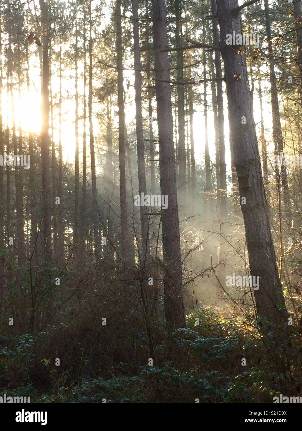 Winter Walk Through the Woods Stock Photo - Alamy