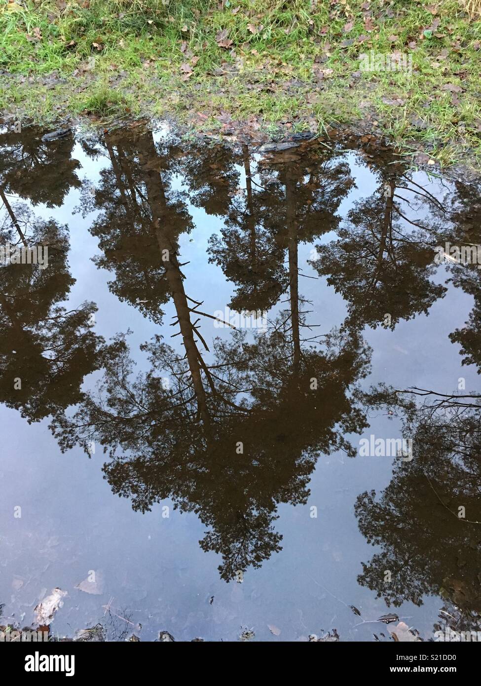 Trees reflecting in a puddle Stock Photo - Alamy