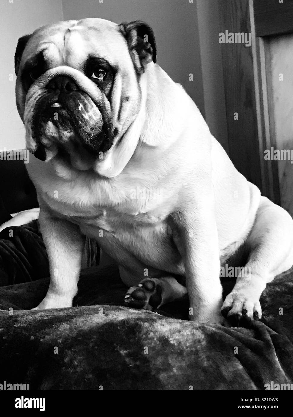Big Reggie the bulldog Stock Photo - Alamy