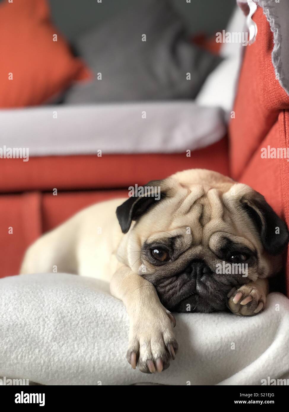 Dotty dog hi-res stock photography and images - Alamy