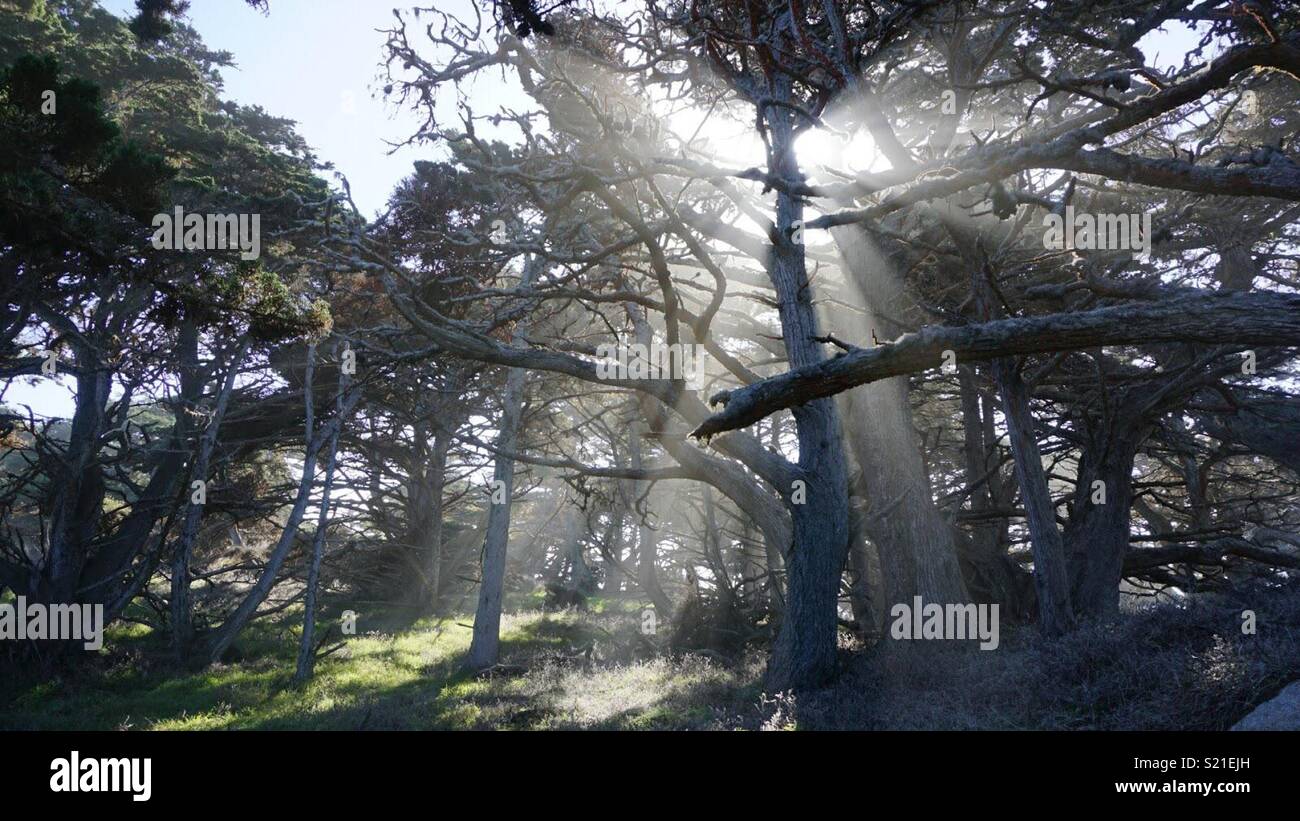 Sun streaming through trees. Spooky trees Stock Photo - Alamy