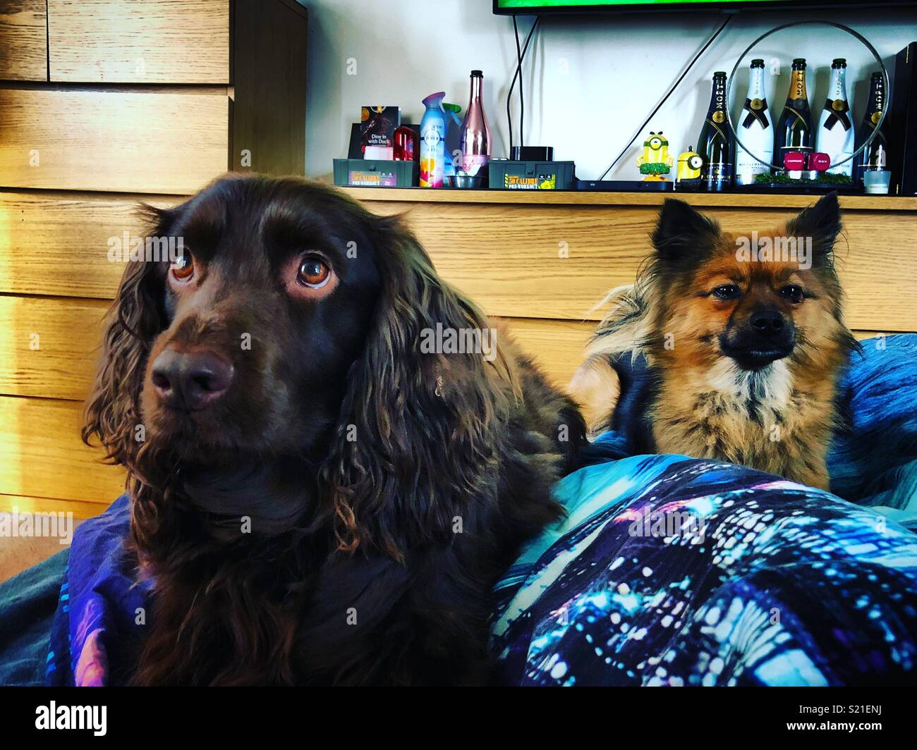 Sleepy doggo hi-res stock photography and images - Alamy