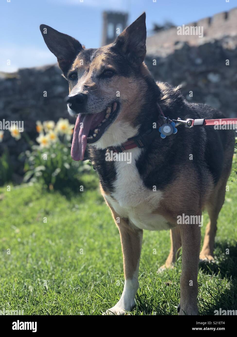 Shepherd Cross High Resolution Stock Photography and Images - Alamy