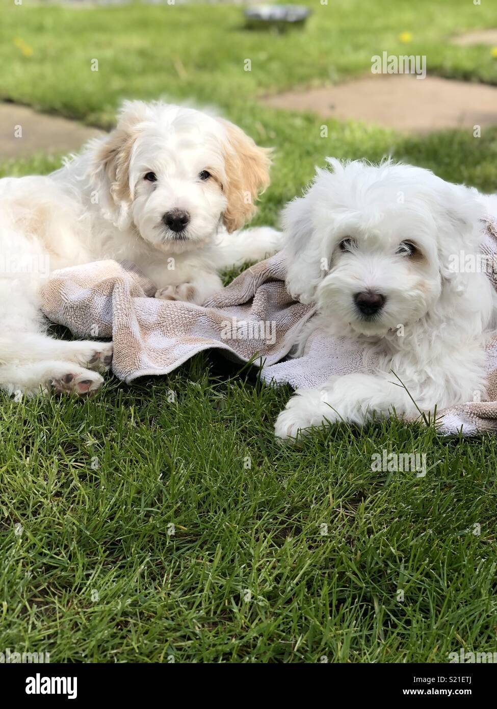American Cockapoo High Resolution Stock Photography and Images - Alamy