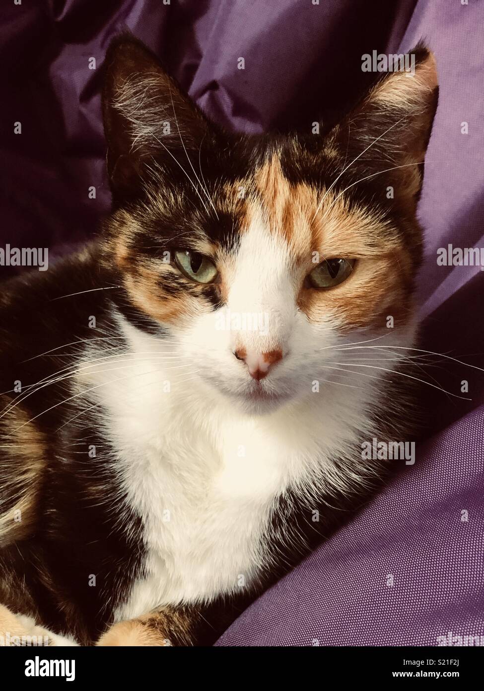 Young female tortoiseshell cat relaxing in a beanbag looking straight ...