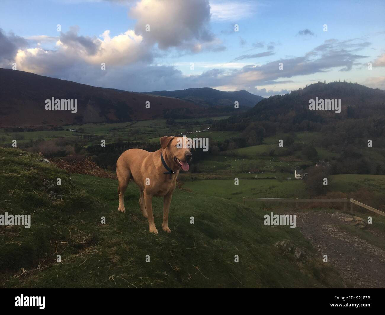 Ralph the dog hi-res stock photography and images - Alamy