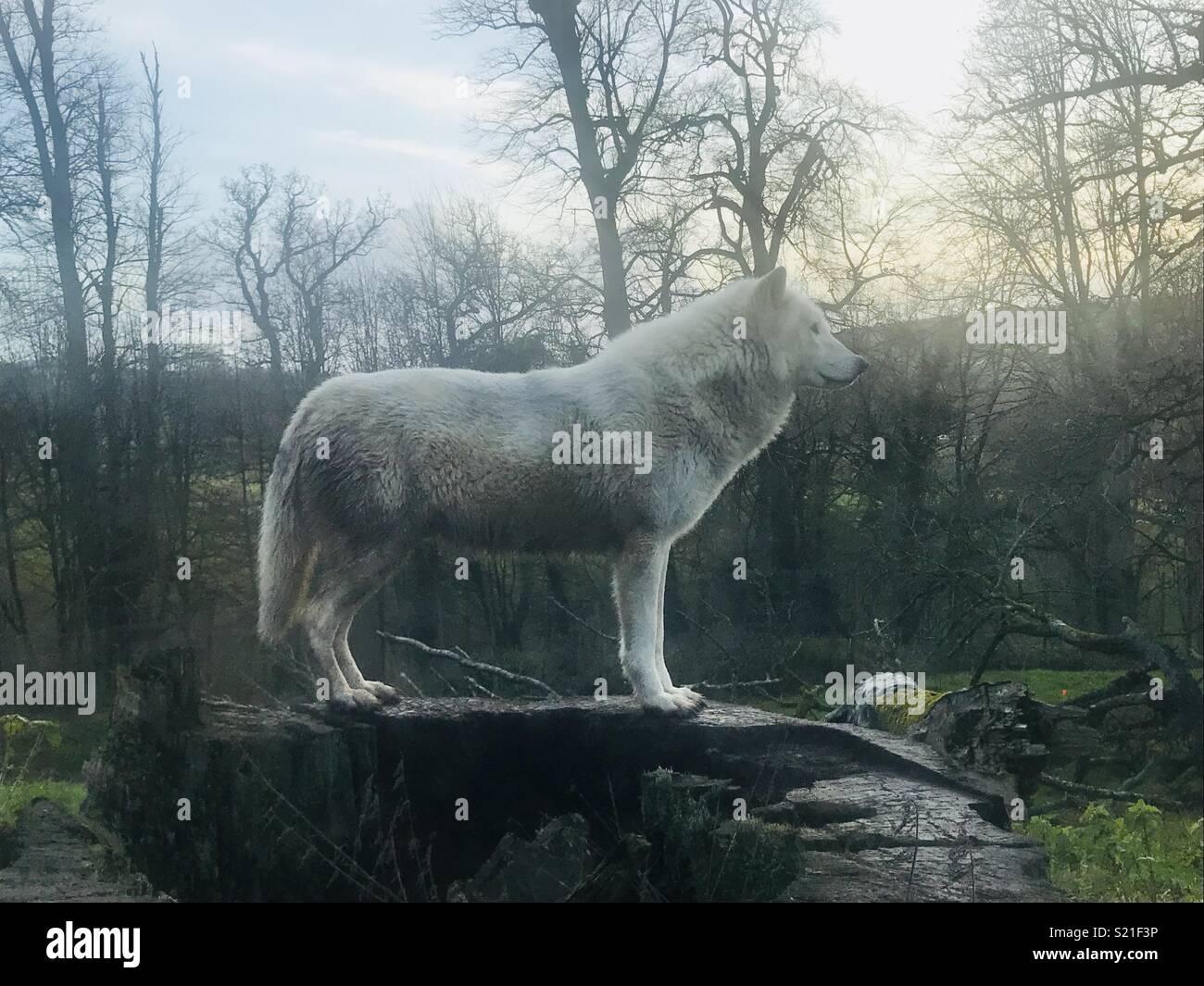 Grey wolf posing for the camera Stock Photo - Alamy