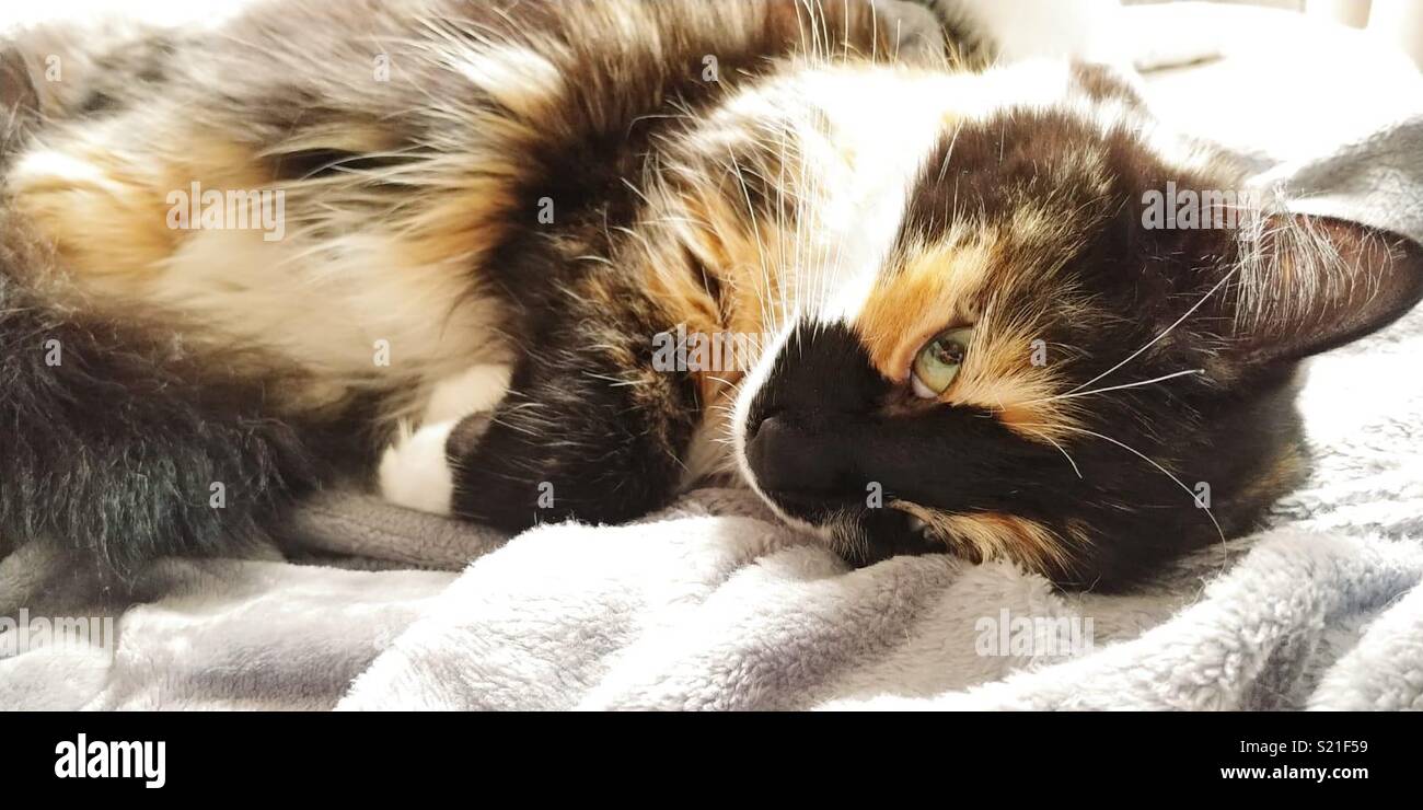My beautiful cat Graham posing for a pic! Stock Photo - Alamy