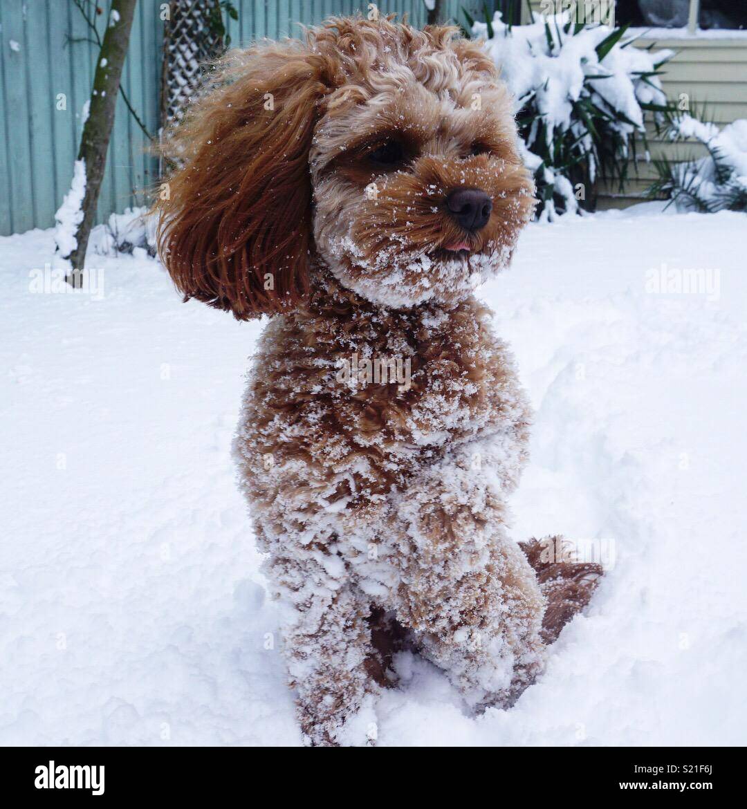 Cavapoo hi-res stock photography and images - Alamy